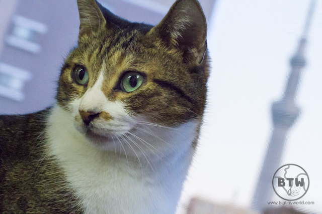 54 Photos That Will Make You Want To Visit Japan