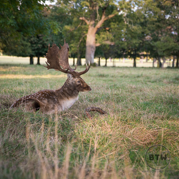 A Glimpse of Phoenix Park - BIG tiny World Travel