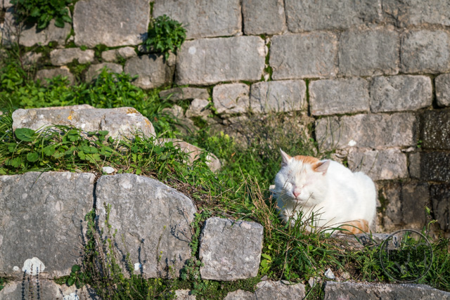 A Glimpse of Kotor - BIG tiny World Travel