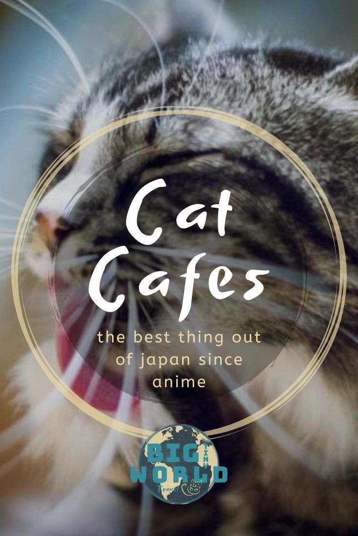 Cat Cafes - The Best Thing Out of Japan Since Anime | BIG tiny World Travel
