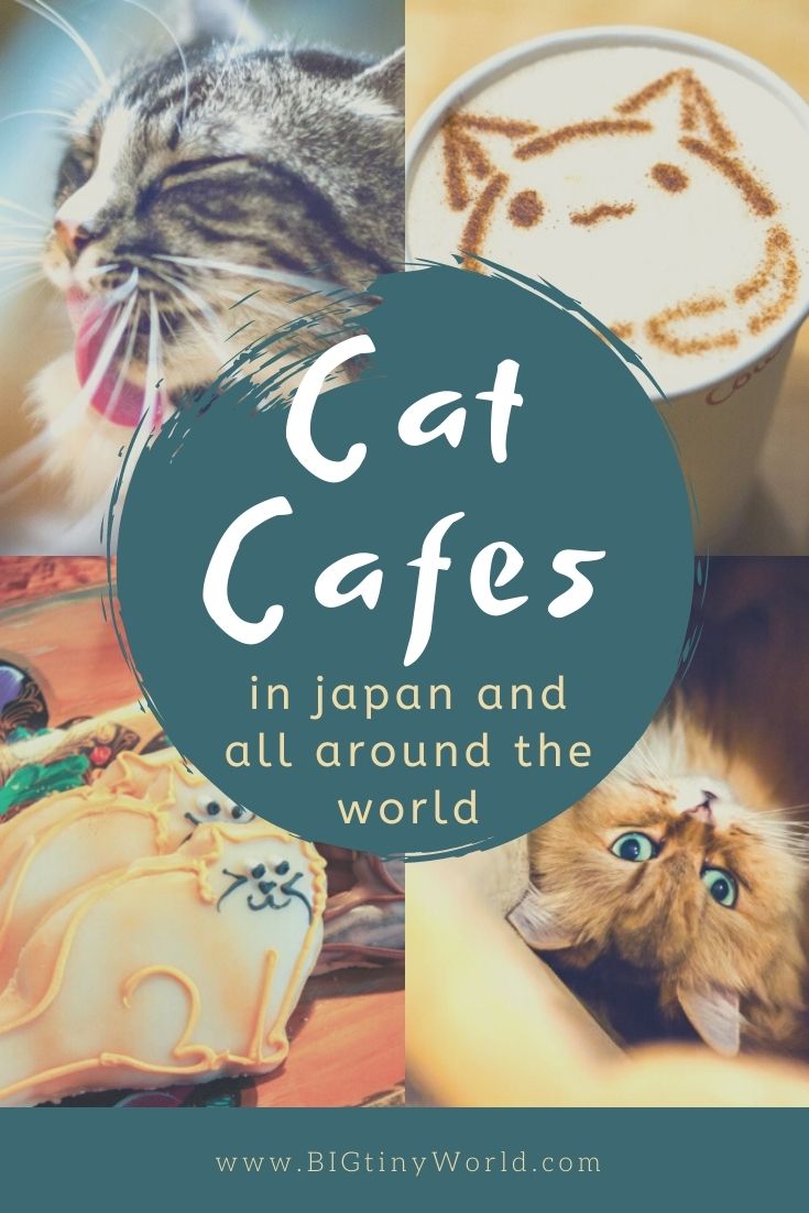 Cat Cafes - The Best Thing Out of Japan Since Anime | BIG tiny World Travel