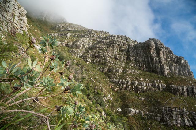 Table Mountain Hiking or Cableway: The Best Way to the Top?
